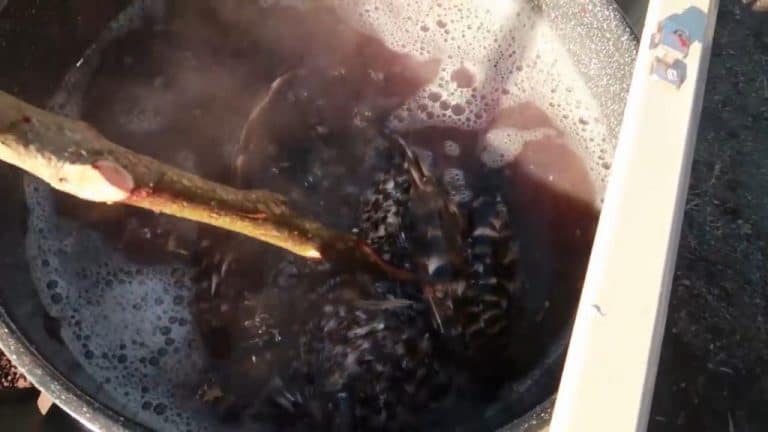 How to Butcher A Chicken: A Guide For Beginners | Desired Cuisine